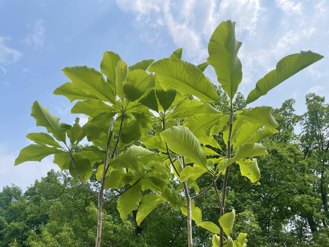 Bigleaf Magnolia | CMP Tree Selection Tool